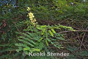 Cat's Claw Vine, Mysore Thorn, Caesalpinia decapetala
