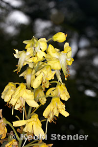 Cat's Claw Vine, Mysore Thorn, Caesalpinia decapetala