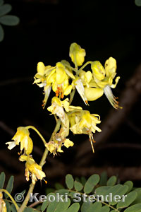 Cat's Claw Vine, Mysore Thorn, Caesalpinia decapetala
