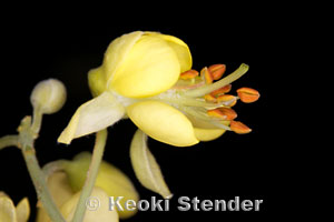 Cat's Claw Vine, Mysore Thorn, Caesalpinia decapetala