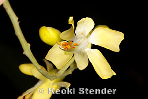 Cat's Claw Vine, Mysore Thorn, Caesalpinia decapetala