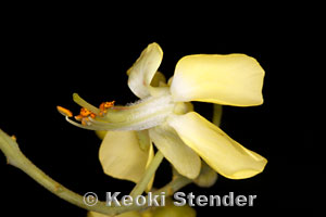 Cat's Claw Vine, Mysore Thorn, Caesalpinia decapetala