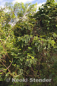 Cat's Claw Vine, Mysore Thorn, Caesalpinia decapetala