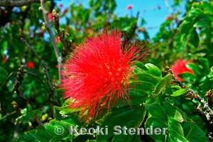 Red Powder Puff, 'Ohai Ali'i, Calliandra haematocephala