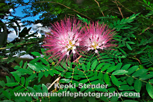 Surinam Powder Puff, Calliandra surinamensis