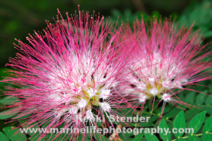 Surinam Powder Puff, Calliandra surinamensis