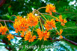 Colvillea, Colvillea racemosa