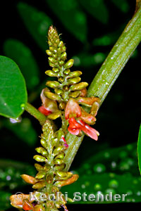 Indigo, Indigofera suffruticosa