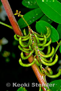 Indigo, Indigofera suffruticosa