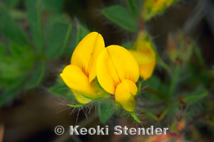 Lotus, Lotus subbiflorus