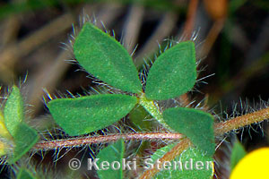 Lotus, Lotus subbiflorus