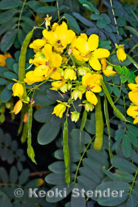 Scrambled Egg Bush, Kolomona, Senna surattensis