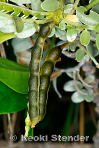 Beach Pea, Nanea, Vigna marina