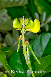 Beach Pea, Nanea, Vigna marina