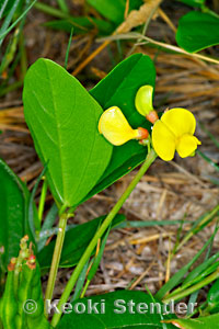 Beach Pea, Nanea, Vigna marina