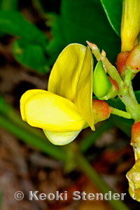 Beach Pea, Nanea, Vigna marina