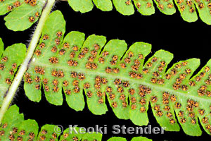 Wood Fern, Christella parasitica