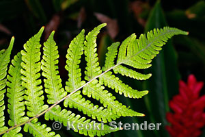 Wood Fern, Christella parasitica
