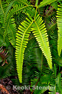 Uluhe, Dicranopteris linearis f. linearis