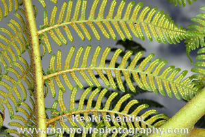 Australian Tree Fern, Sphaeropteris cooperi