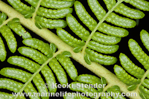 Australian Tree Fern, Sphaeropteris cooperi
