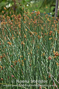 California or Giant Bulrush, Schoenoplectus californicus
