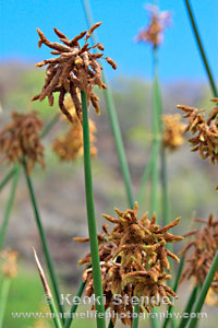 California or Giant Bulrush, Schoenoplectus californicus