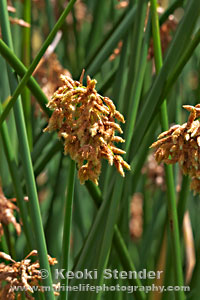 California or Giant Bulrush, Schoenoplectus californicus