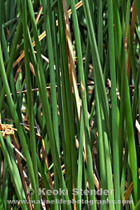 California or Giant Bulrush, Schoenoplectus californicus