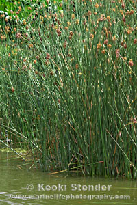 California or Giant Bulrush, Schoenoplectus californicus