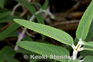 Mexican Bush Sage, Salvia leucantha