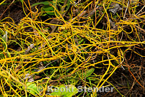 Dodder, Cassytha filiformis