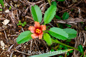 Bracted Fanpetals, Red 'Ilima, Sida ciliaris