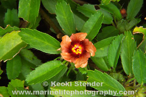 Bracted Fanpetals, Red 'Ilima, Sida ciliaris
