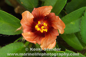 Bracted Fanpetals, Red 'Ilima, Sida ciliaris
