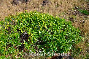Bastard Sandalwood, Naio, Myoporum sandwicense