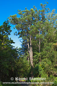 Swamp Mahogany, Eucalyptus robusta