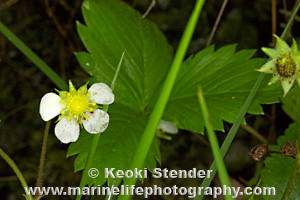 Woodland Strawberry, Fragaria vesca