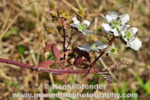 Invasive Weeds of Hawaii