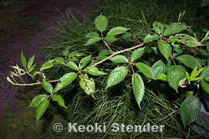 Prickly Florida Blackberry, Rubus argutus