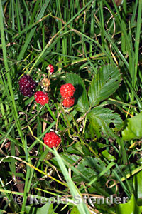 Prickly Florida Blackberry, Rubus argutus
