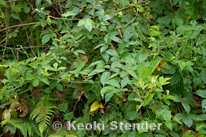 Prickly Florida Blackberry, Rubus argutus