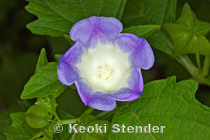 Apple of Peru, Nicandra physalodes