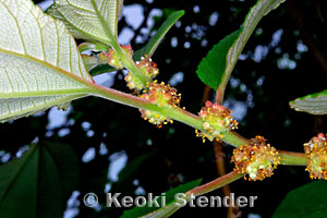 Mamaki, Pipturus albidus