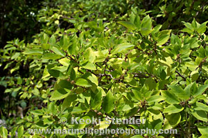 Mamaki, Pipturus albidus