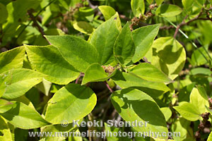 Mamaki, Pipturus albidus