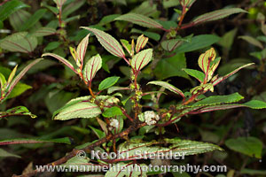 Mamaki, Pipturus albidus