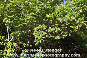 Threeleaf Vitex, Vitex trifolia