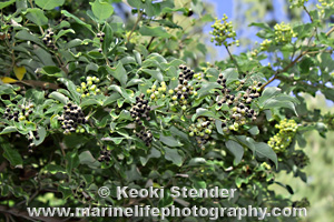 Threeleaf Vitex, Vitex trifolia