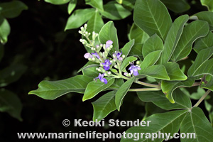 Threeleaf Vitex, Vitex trifolia